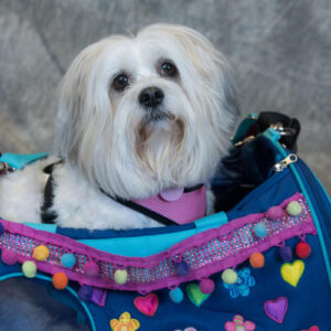 ASAP Rescue - Petland Village of East Side, PA