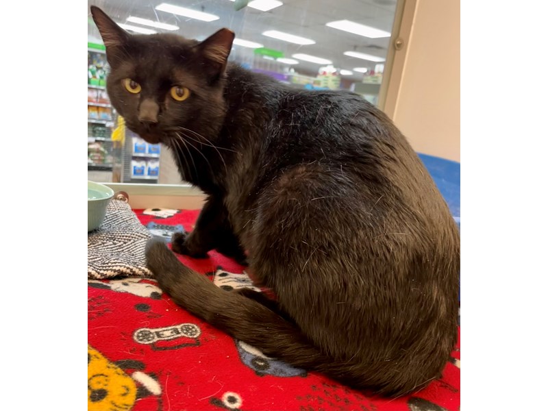 Petland Village of East Side, PA - Buy Puppies, Pets & Dog Supplies