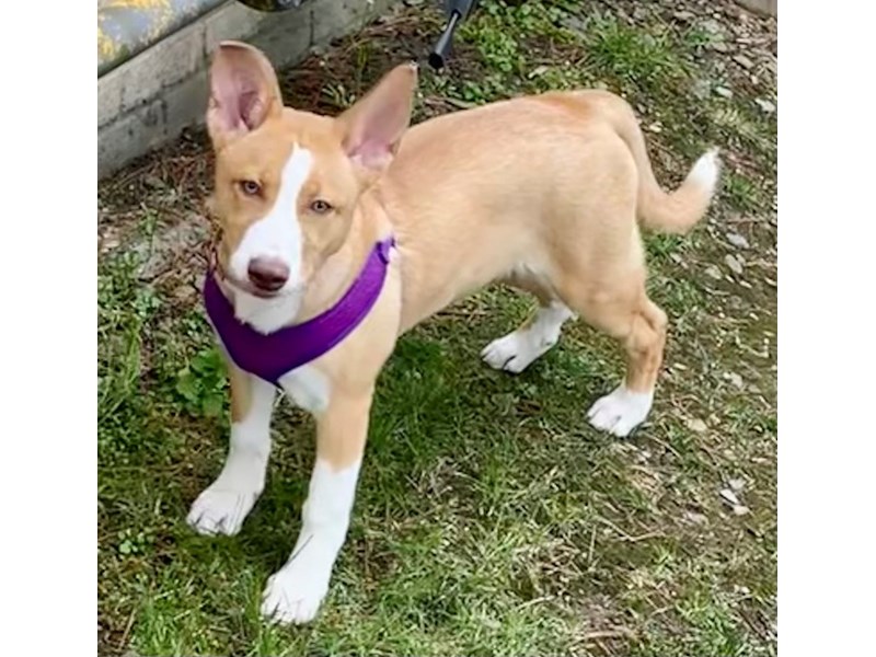 Puppies for Adoption - Petland Village of East Side, PA